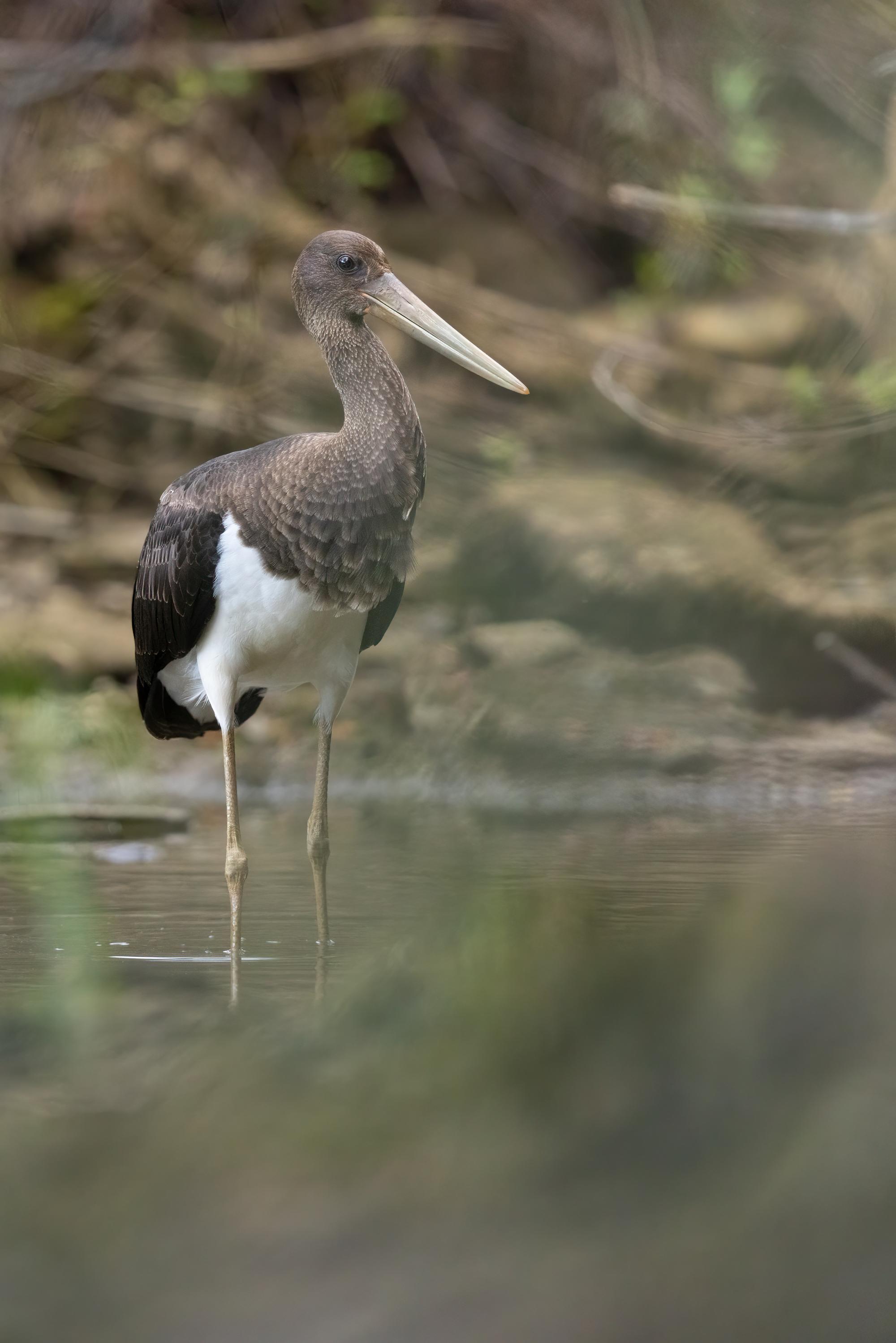La Cigogne noire | Parc national de forêts