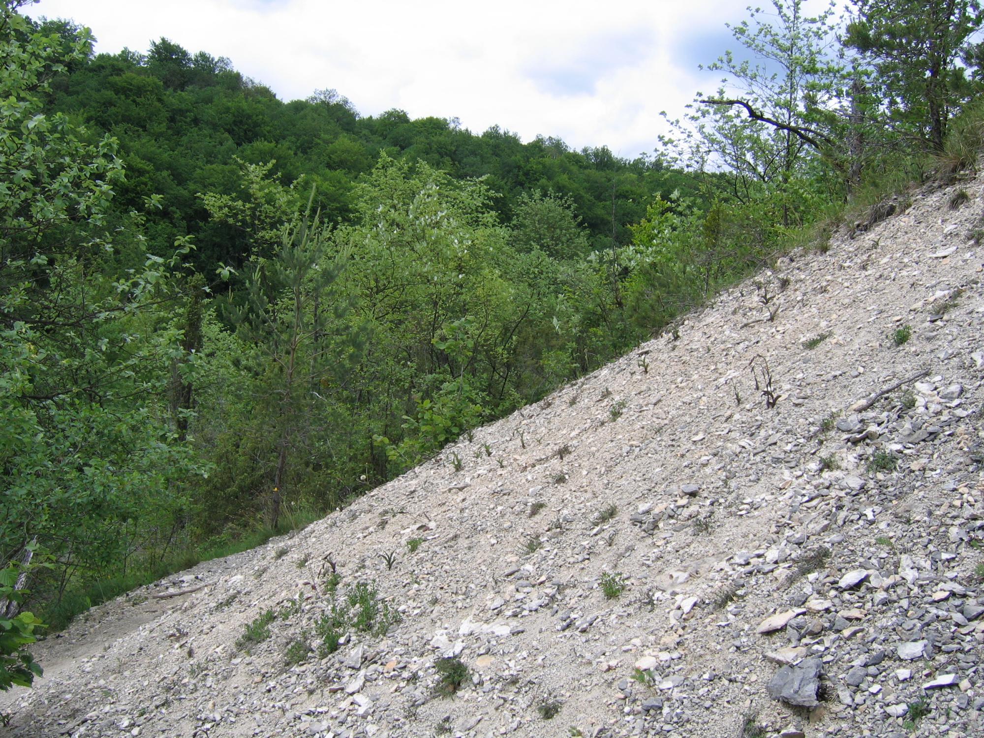 Les milieux rocheux | Parc national de forêts